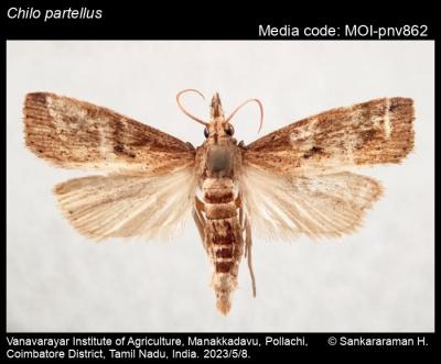 Chilo partellus (Swinhoe, 1885) - Spotted Stem Borer | Moths